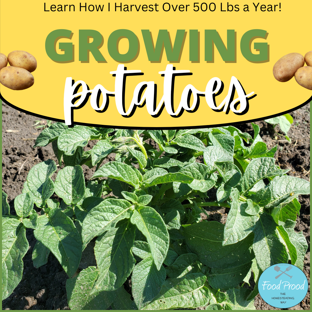A Complete Guide on How to Grow Potatoes - Food Prood - Laura Lawrence ...